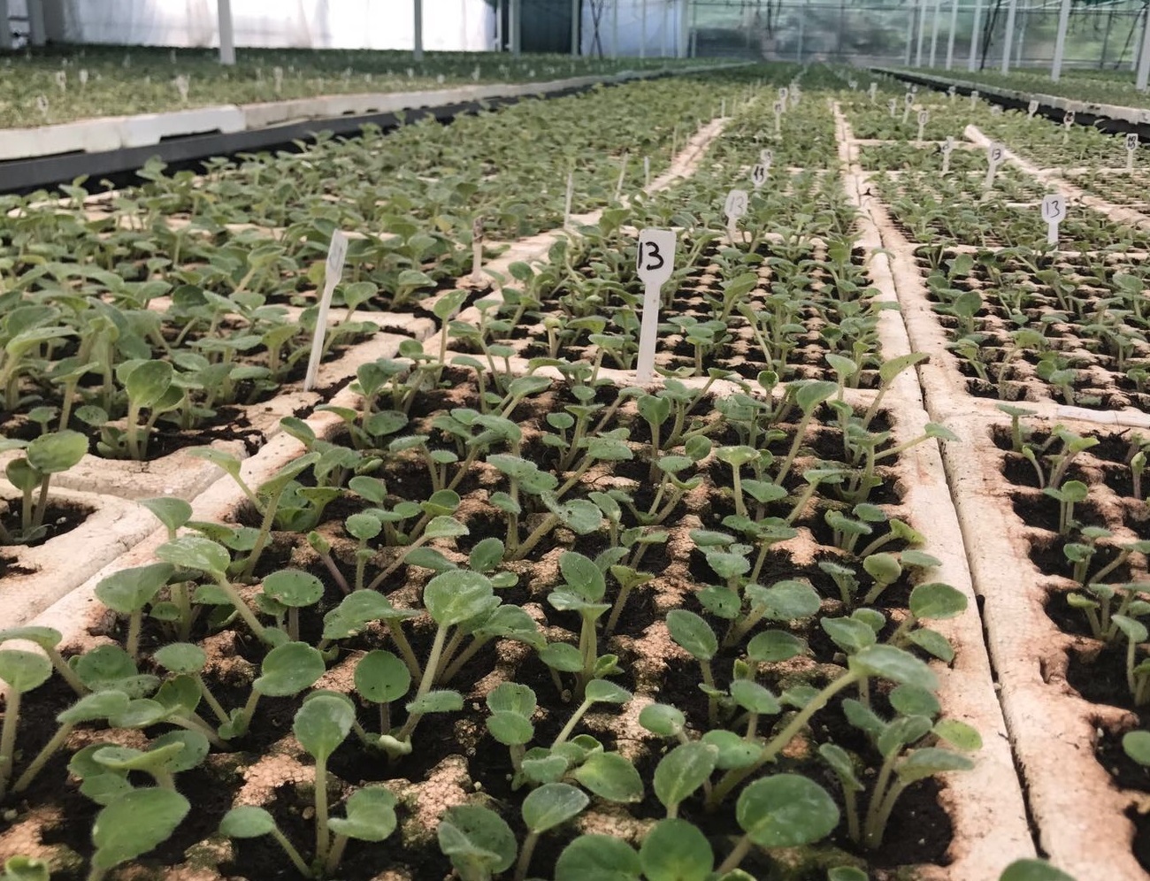 SERA SİSTEMLERİ - Modern Sera