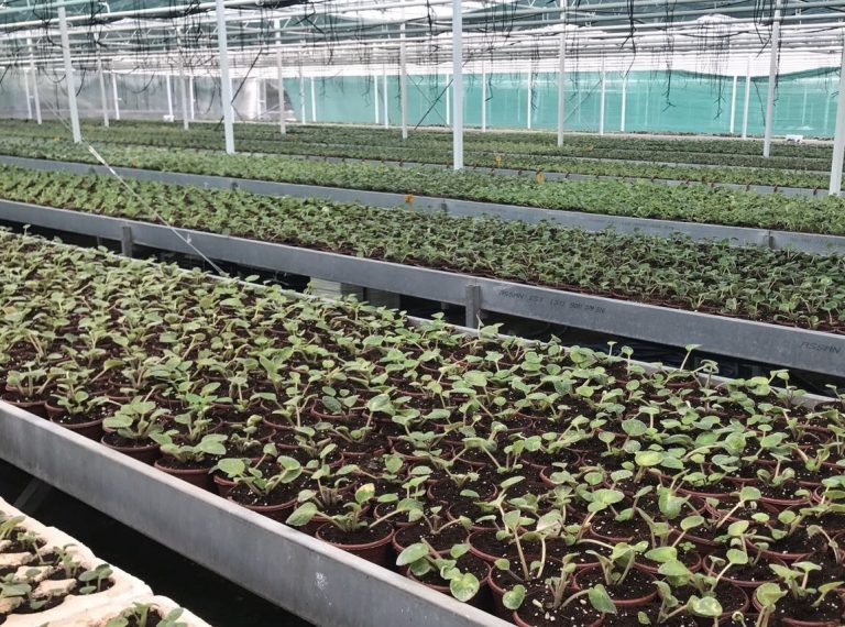 SERA SİSTEMLERİ - Modern Sera